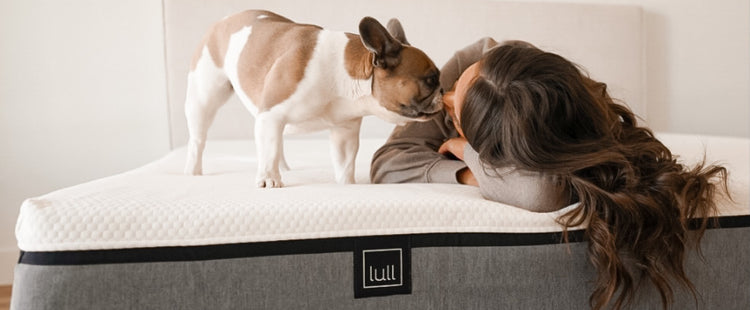 How to Create a Nighttime Routine with Your Pet | Lull